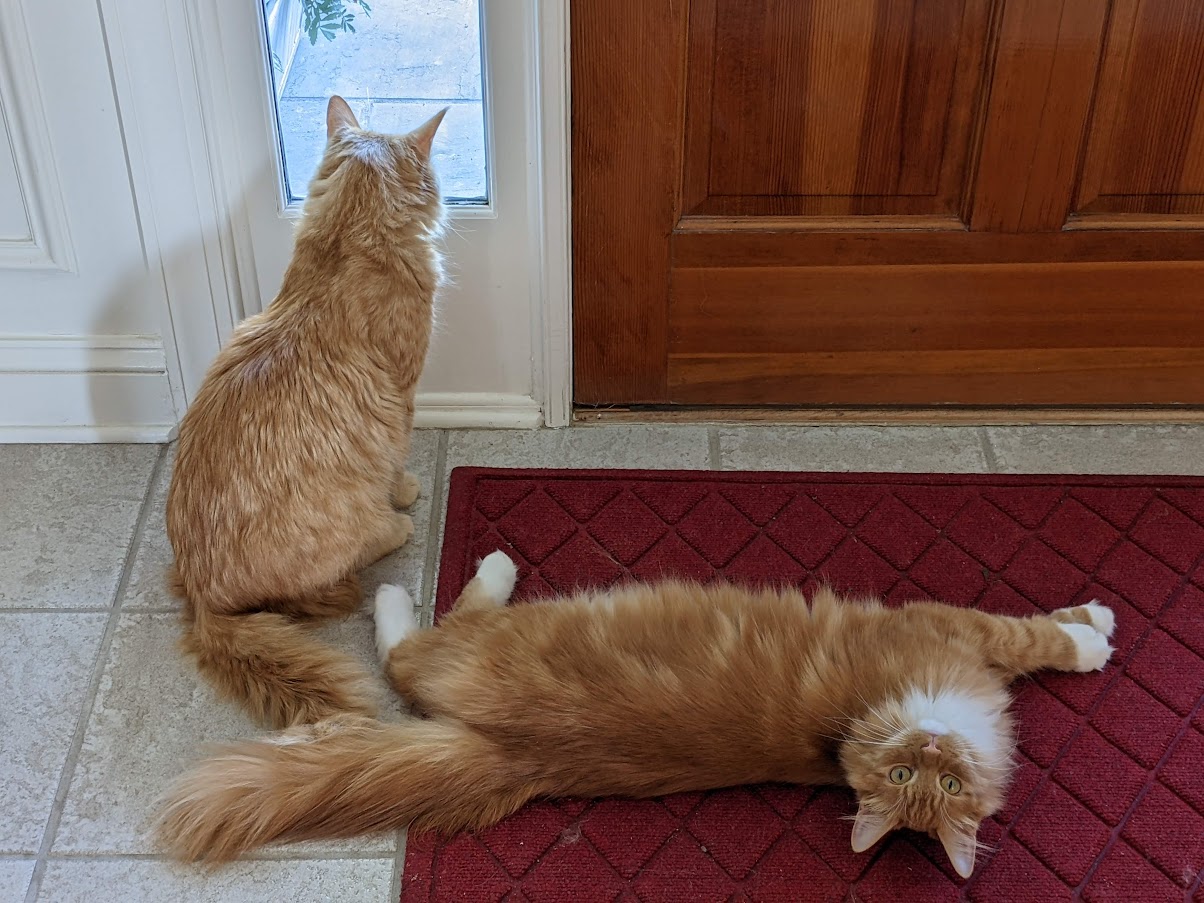 10 Tips to Help Tackle Litter Box Challenges and the Story of Fluffy ...