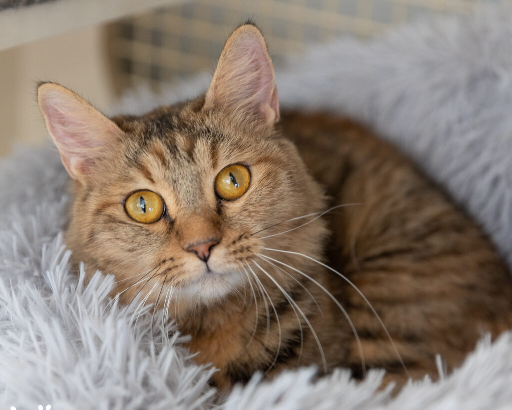 Monthly Tips: 10 Tips to Consider When Welcoming a Shy Cat - 4Paws ...